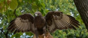 Our Birds - West Coast Falconry